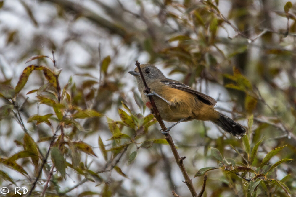 Banhado dos Pachecos - Refúgio de Vida Silvestre - COA-POA