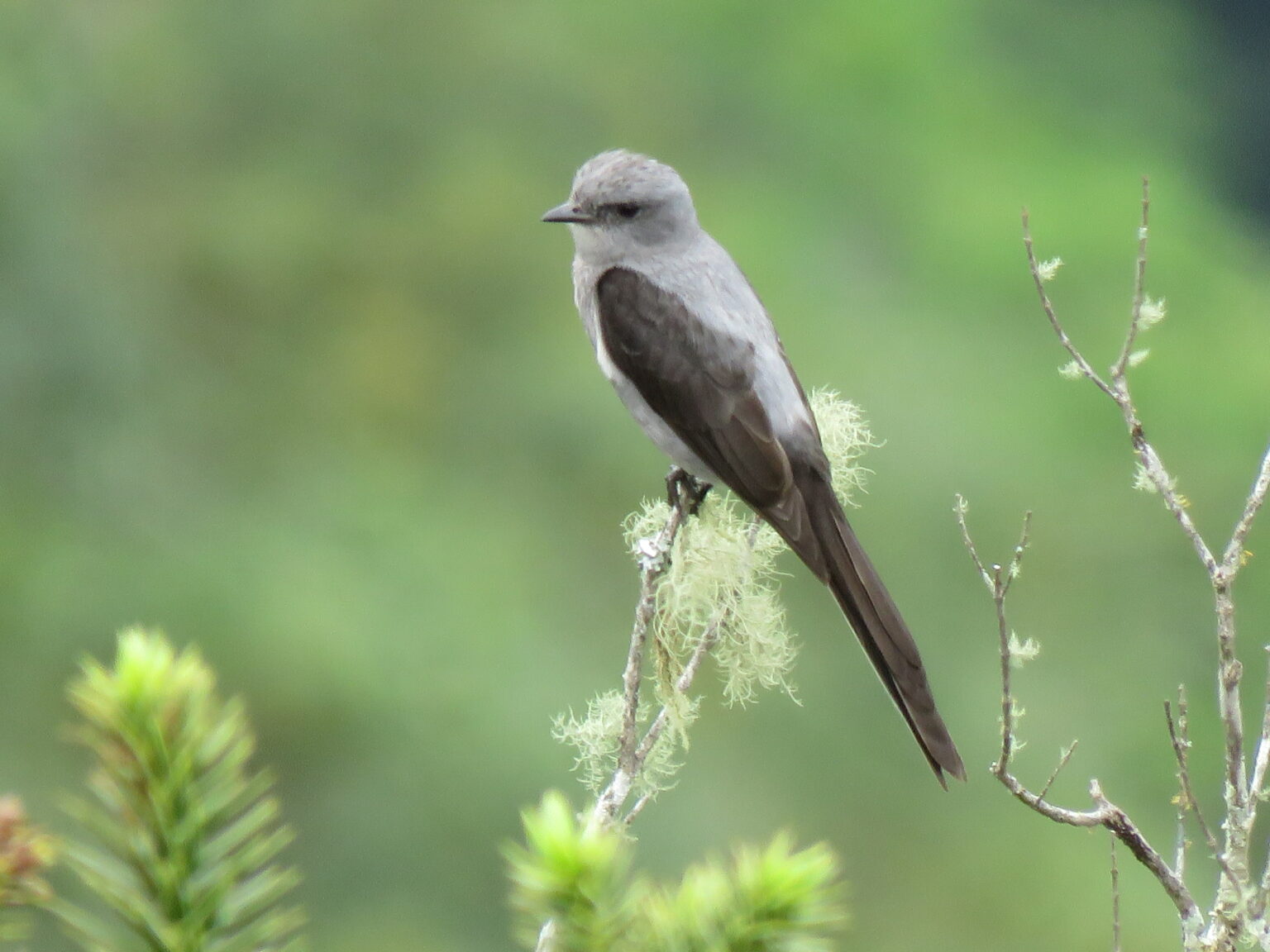 Relato de visita ao Centro de Pesquisas e Conservação da Natureza PRÓ ...
